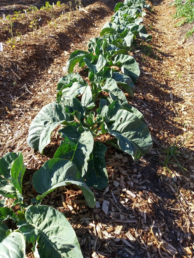 Top 3 easiest veggies to grow in central Florida